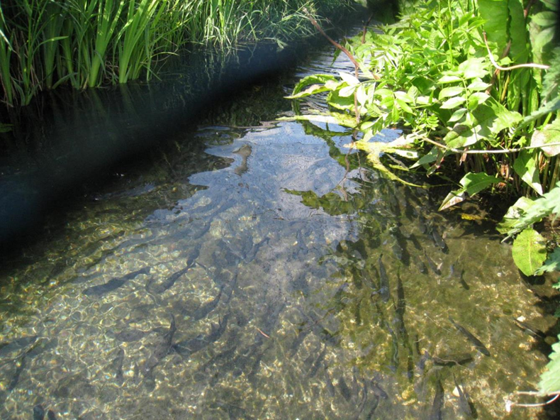 Webinar Organic Aquaculture: Biology, Species and Systems